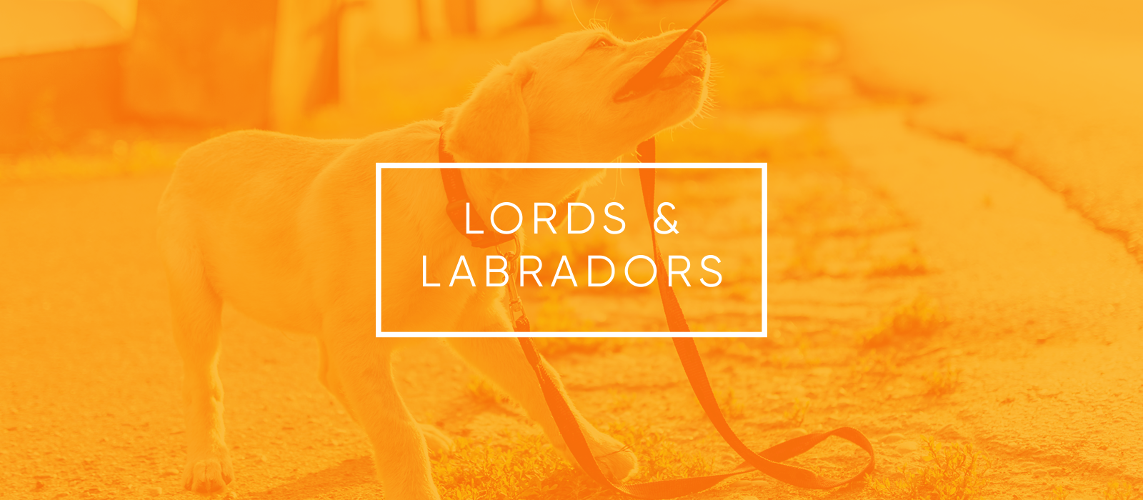 Lords & Labradors SEO and PPC Case Study - Click Consult